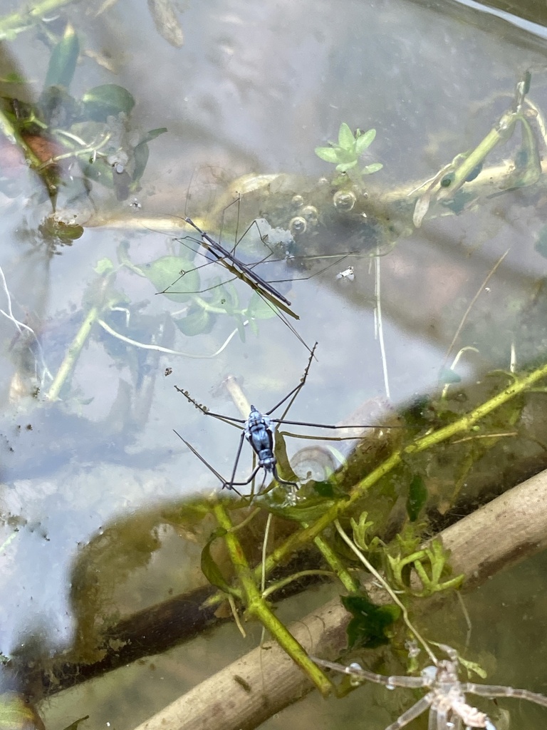 Neogerris hesione from Orlando, FL, US on November 1, 2023 at 12:59 PM ...