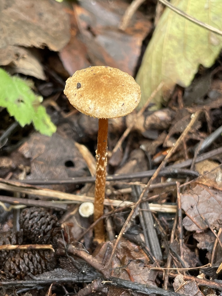 Chestnut Dapperling from Green River Natural Area, Auburn, WA, US on ...