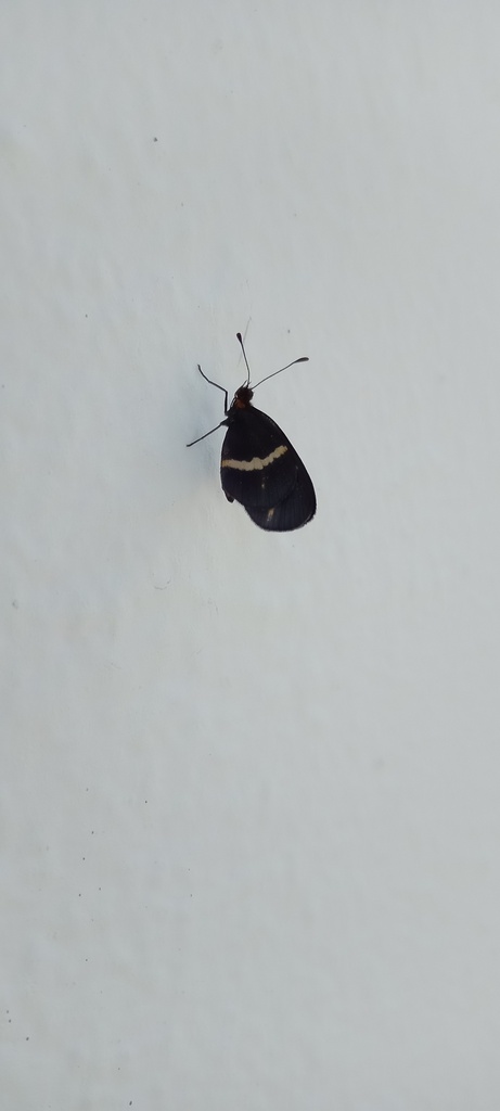 Yellow-banded Day-moth from Jardín polinizador on October 25, 2023 at ...