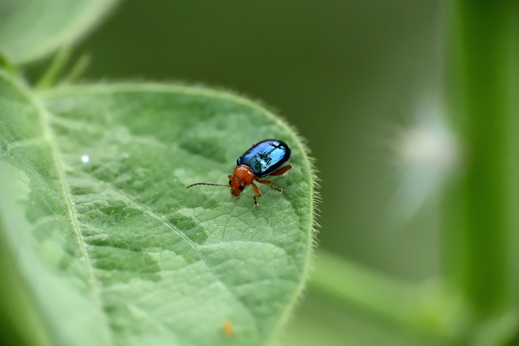 Flea Beetles from Ibagué, Tolima, Colombia on October 6, 2023 at 04:54 ...