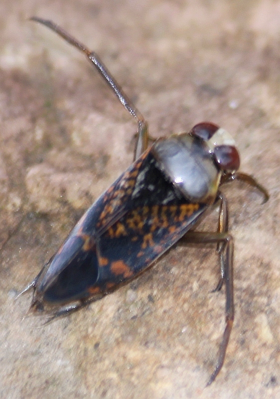 Notonecta irrorata from Tweed, ON, Canada on November 1, 2023 at 11:25 ...