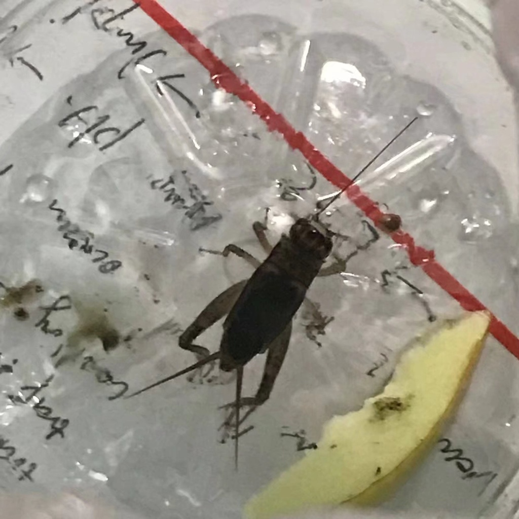 Velarifictorus from 四川大学望江校区, 成都市, 四川省, CN on September 13, 2018 at 08: ...