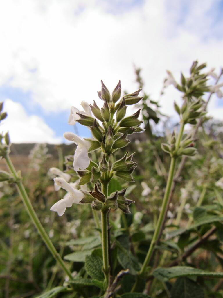 Bogotan Paramosage from Mosquera, Cundinamarca, Colombia on December 5 ...