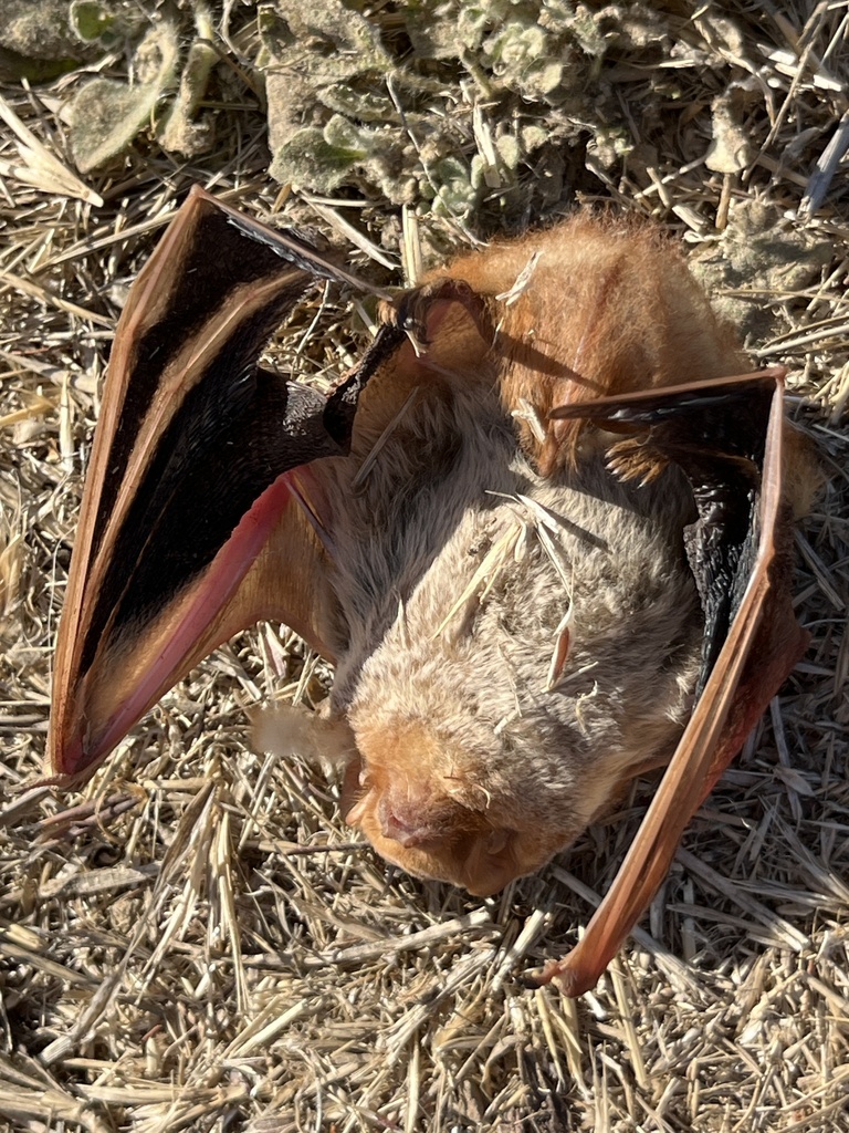 Western red bat from Center Rd, Novato, CA, US on November 1, 2023 at ...