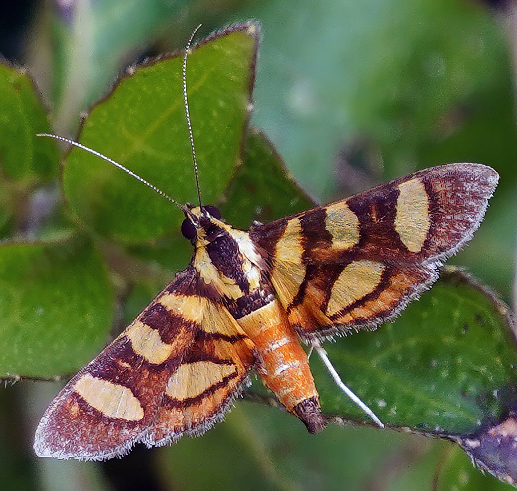Orange-spotted Flower Moth from Osceola County, FL, USA on November 1 ...