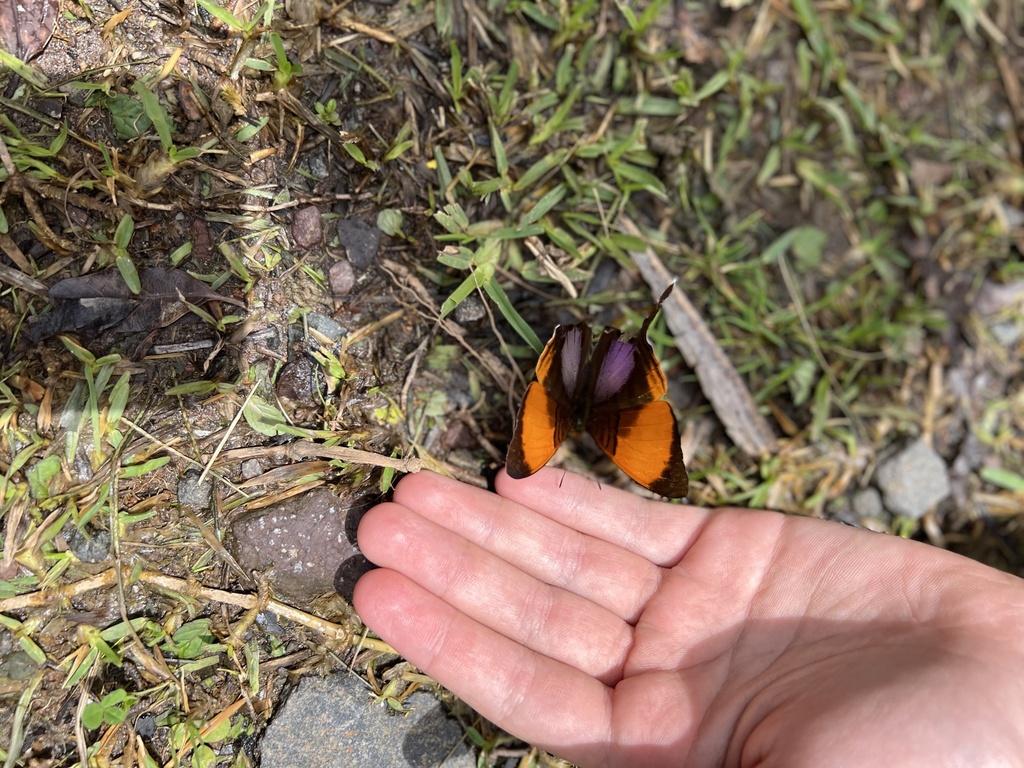 Pansy Daggerwing from Puntarenas Province, Monteverde, Costa Rica on ...