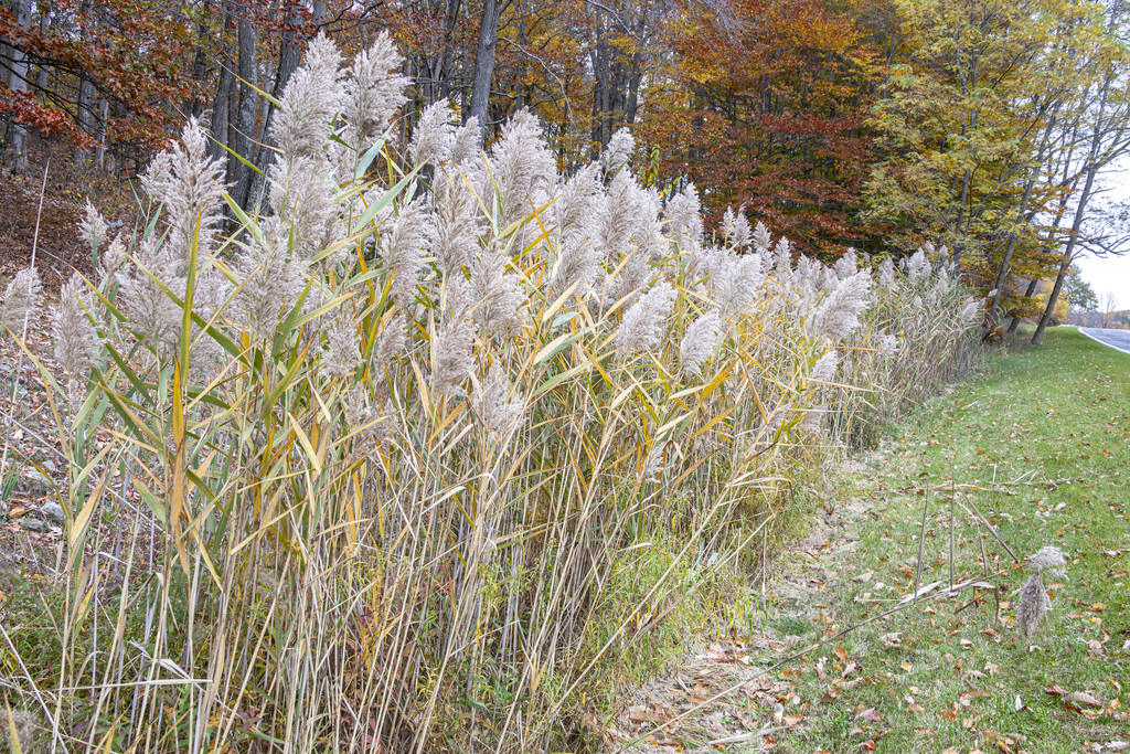 common reed from Rockland County, NY, USA on October 27, 2023 at 10:30 ...
