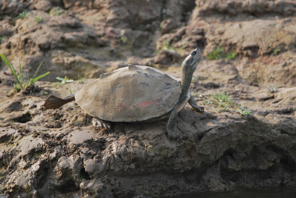 Indian Tent Turtle from QJ8V+9XC, Madhya Pradesh 477111, India on ...