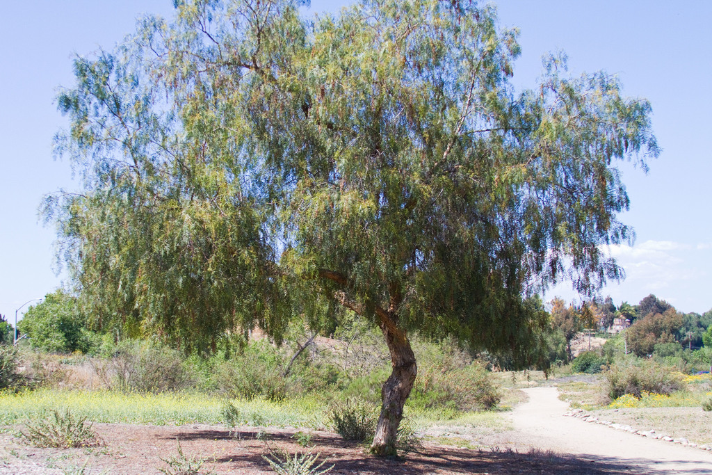 Peruvian Pepper Tree from Sweetwater Reg Park--Morrison Pond on May 11 ...