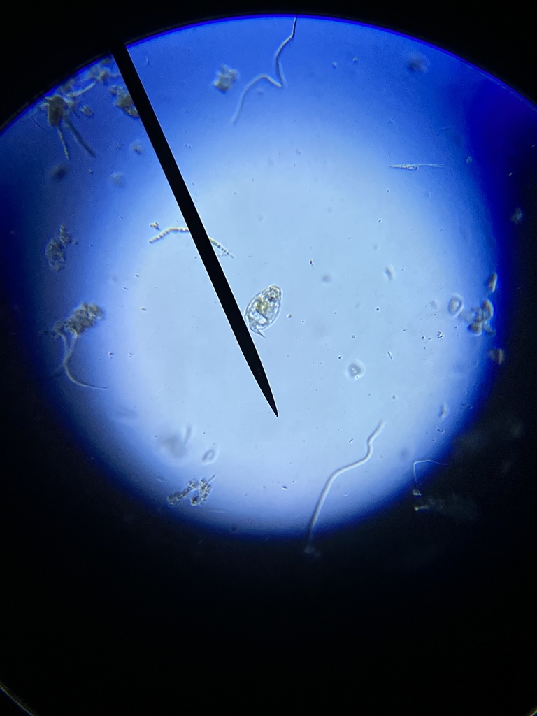 Lepadella from W 37th St, Minneapolis, MN, US on November 1, 2023 at 01 ...