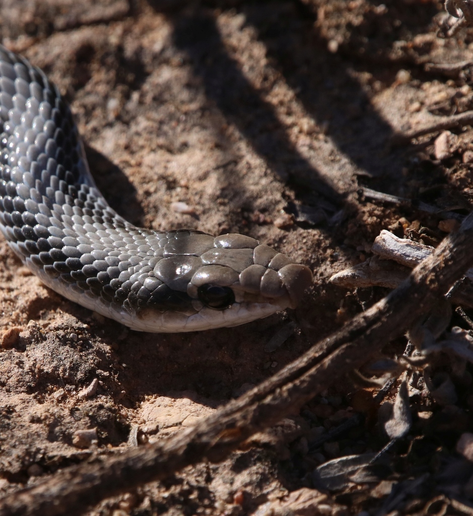 Western Patch-nosed Snake from Pima County, AZ, USA on October 1, 2023 ...