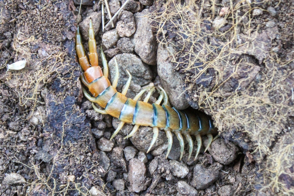 Common Desert Centipede from Los Angeles County, US-CA, US on October ...