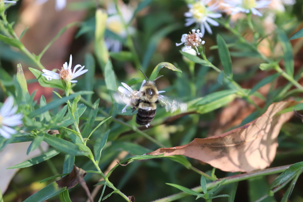 Common Eastern Bumble Bee from Bruce County, ON, Canada on September 30 ...