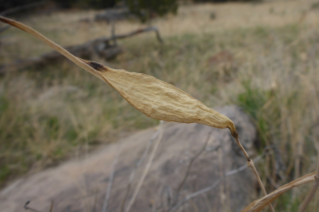 horsetail milkweed from Las Animas County, CO, USA on September 27 ...