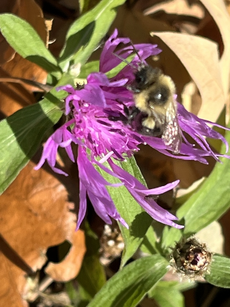 Common Eastern Bumble Bee from Turner St NE, Blacksburg, VA, US on ...