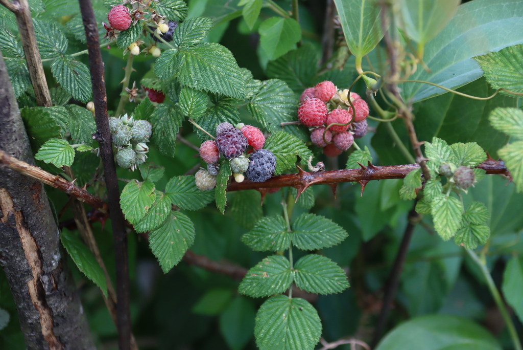 Ceylon Raspberry from Makhelwane e of Sibebe, eSwatini on October 28 ...