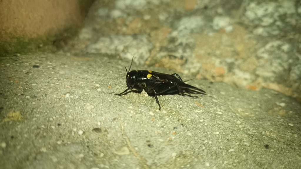 Southern Field Cricket from Centro Storico, 31100 Treviso TV, Italia on ...