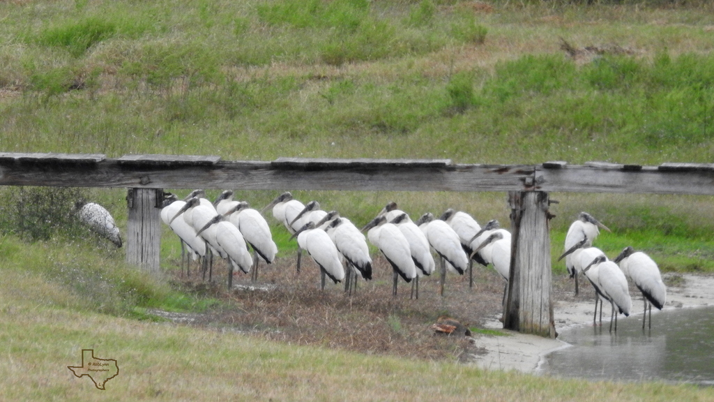 Wood Stork from Kleberg County, TX, USA on October 31, 2023 at 10:50 AM ...