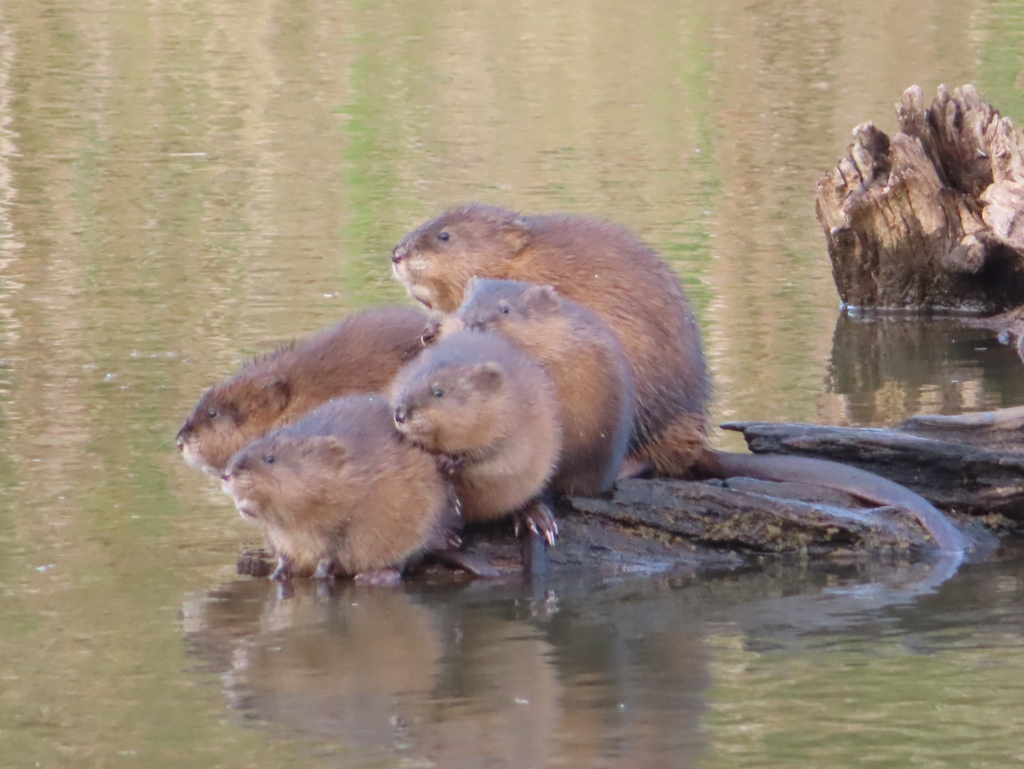 Muskrat from Maryland City, MD, USA on November 1, 2023 at 09:28 AM by ...