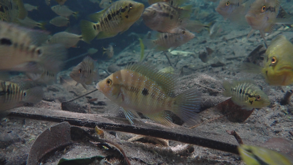 False Firemouth Cichlid from Felipe Carrillo Puerto, Quintana Roo ...