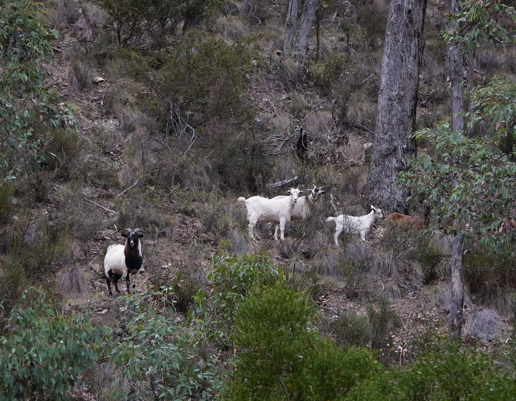 Domestic Goat from Greendale VIC 3341, Australia on March 19, 2019 at ...