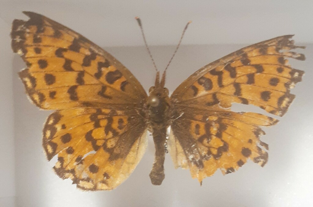 American Silver-bordered Fritillary from Antigonish, CA-NS, CA on June ...