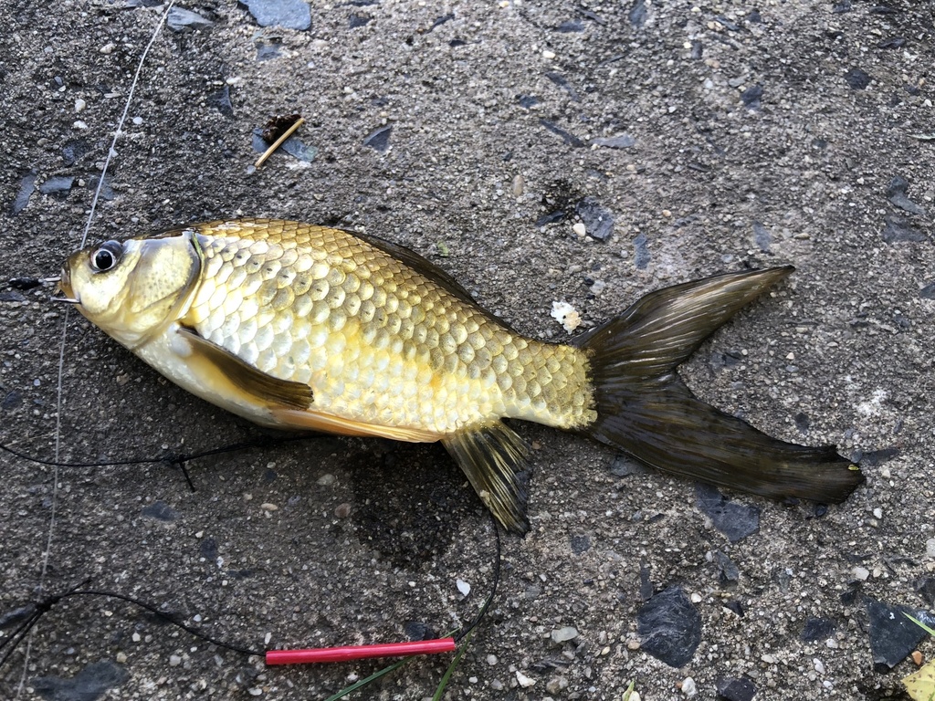 Goldfish from Upper Merion Township Park, King Of Prussia, PA, US on ...
