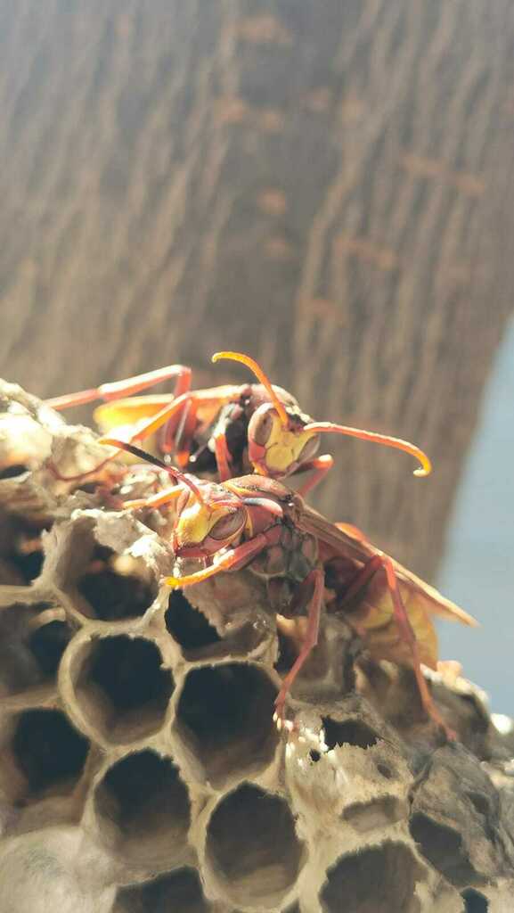 Typical Paper Wasps from Ampliación Morelos Sur, Durango, Dgo., México ...