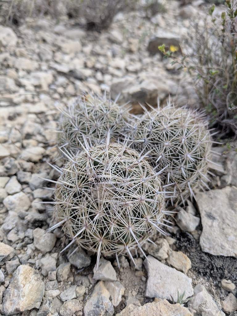 Rhinoceros Cactus in March 2019 by Alison Northup · iNaturalist
