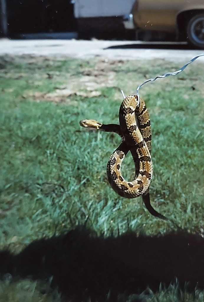 Timber Rattlesnake in May 1981 by denniskent · iNaturalist