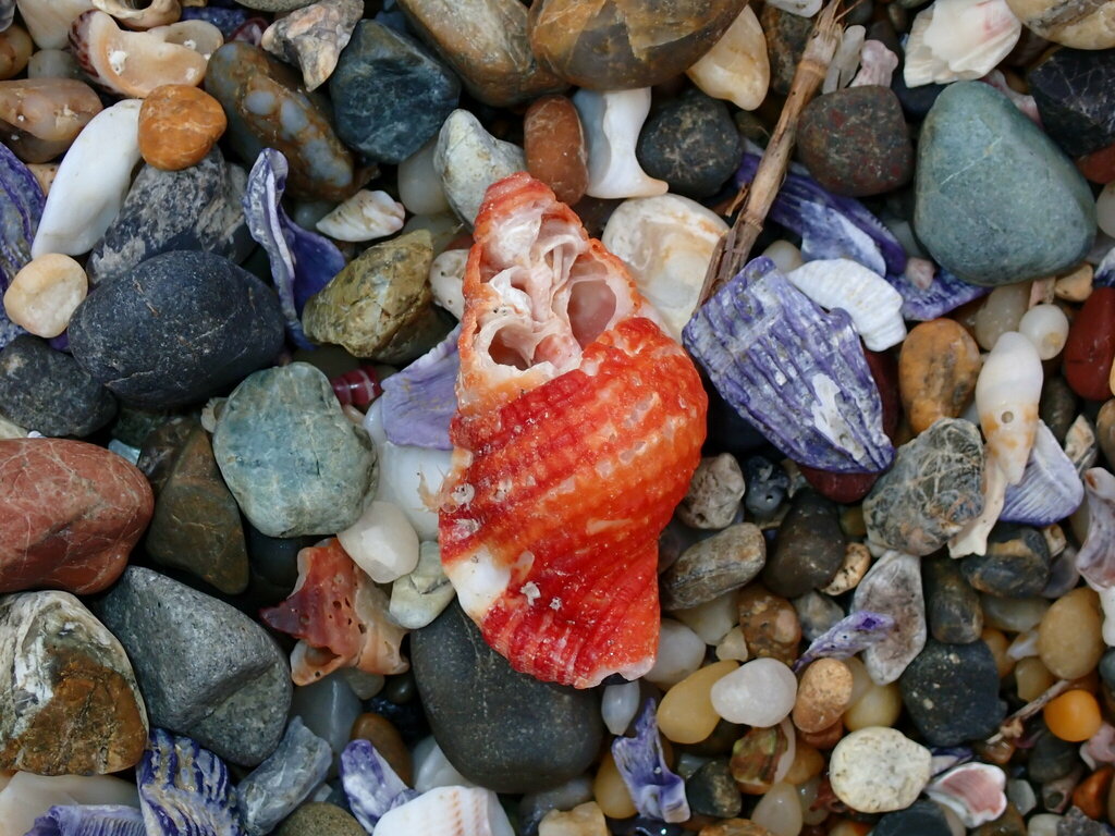 Red Triton Snail from Woolgoolga NSW 2456, Australia on November 1 ...