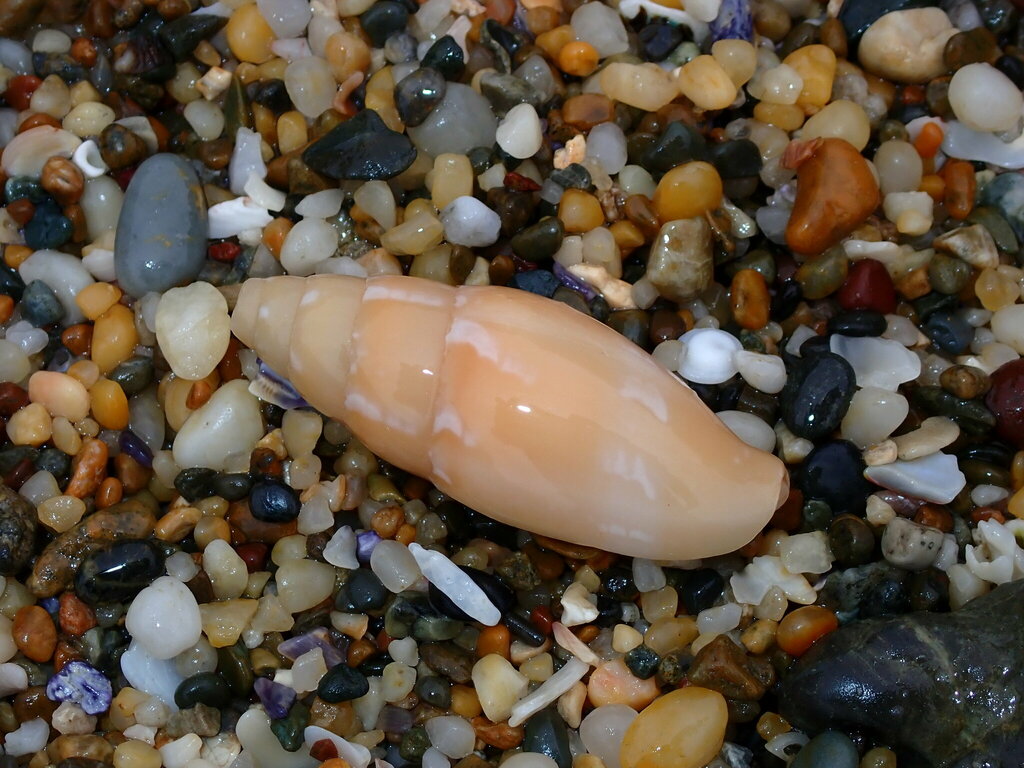 Quasimitra solida from Woolgoolga NSW 2456, Australia on November 1, 2023 at 02:28 PM by Adrian ...