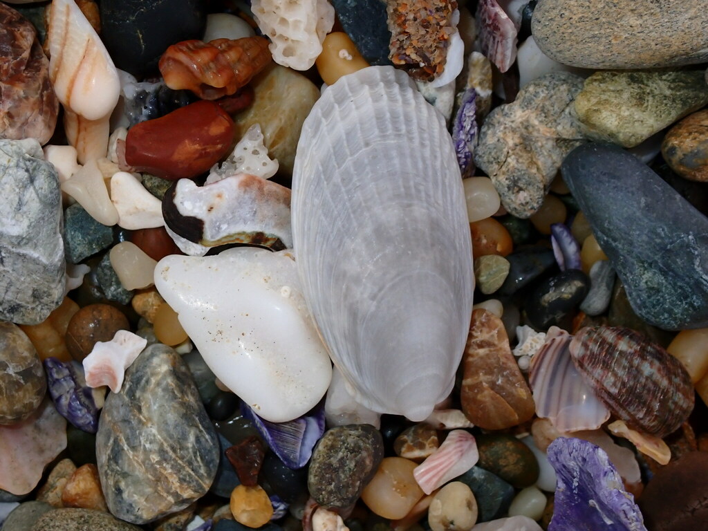 Limatula strangei from Woolgoolga NSW 2456, Australia on November 1, 2023 at 02:55 PM by Adrian ...