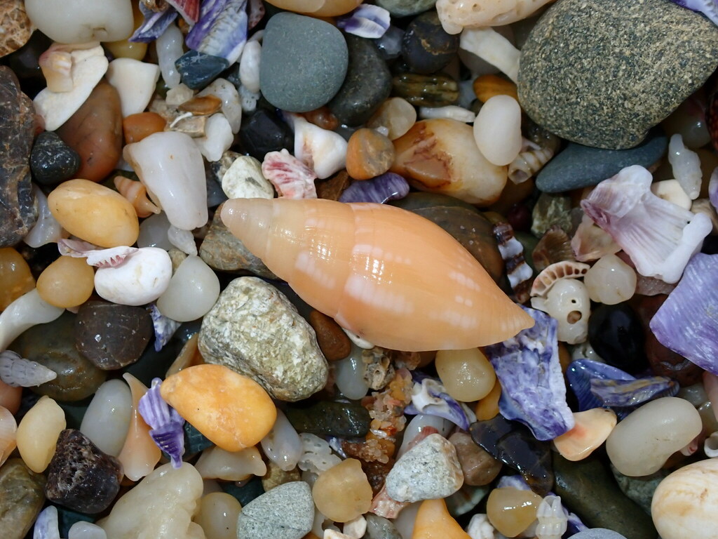 Quasimitra solida from Woolgoolga NSW 2456, Australia on November 1, 2023 at 03:01 PM by Adrian ...