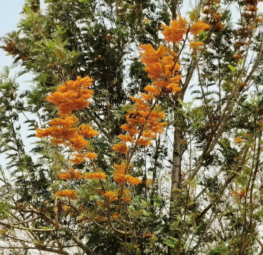 silk oak (Grevillea robusta) - Botanical Realm