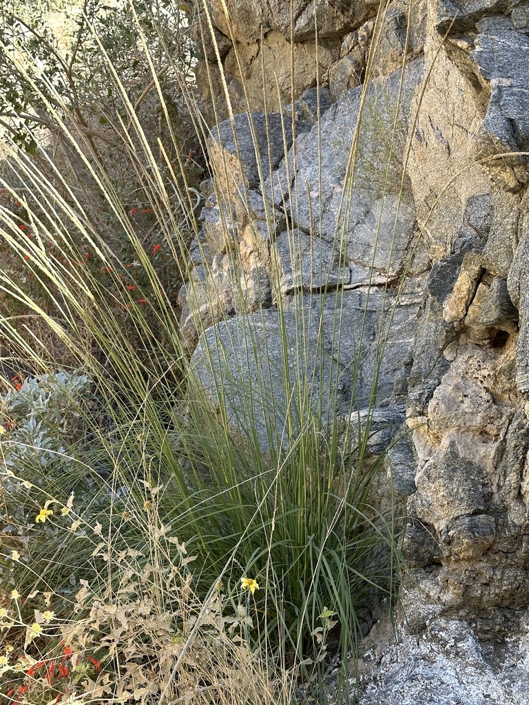 deergrass from Santa Rosa and San Jacinto Mountains National Monument ...