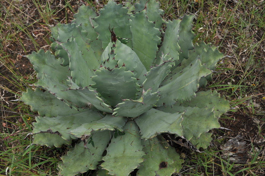 Butterfly Agave from Tlacolula de Matamoros, Oax., México on October 20 ...