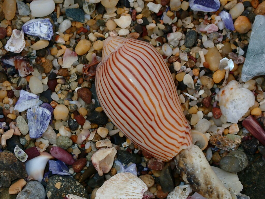 Zebra Volute from Woolgoolga NSW 2456, Australia on November 1, 2023 at ...