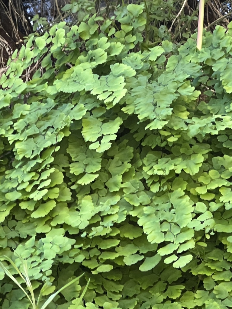 black maidenhair fern from Santa Rosa and San Jacinto Mountains ...