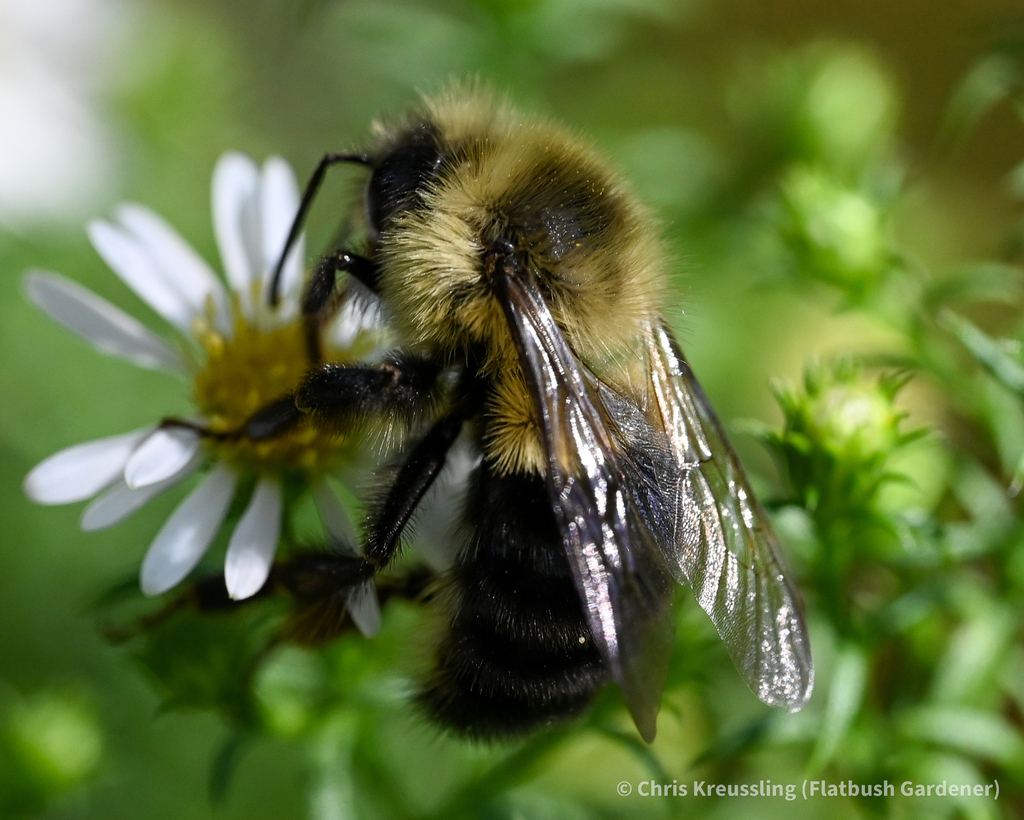Common Eastern Bumble Bee from Beverly Square East, New York, United ...