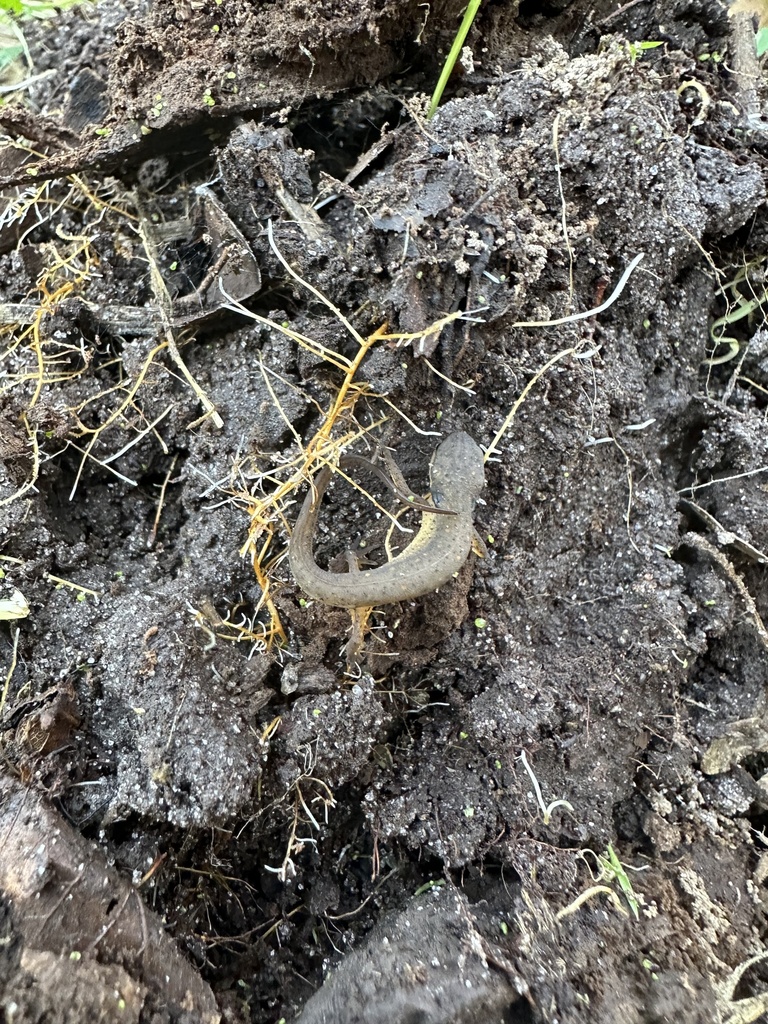 Eastern Newt from San Felasco Hammock Preserve State Park, Gainesville ...