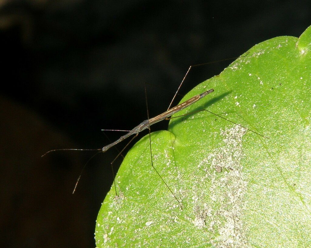 Hydrometra in September 2023 by Lisa Appelbaum · iNaturalist