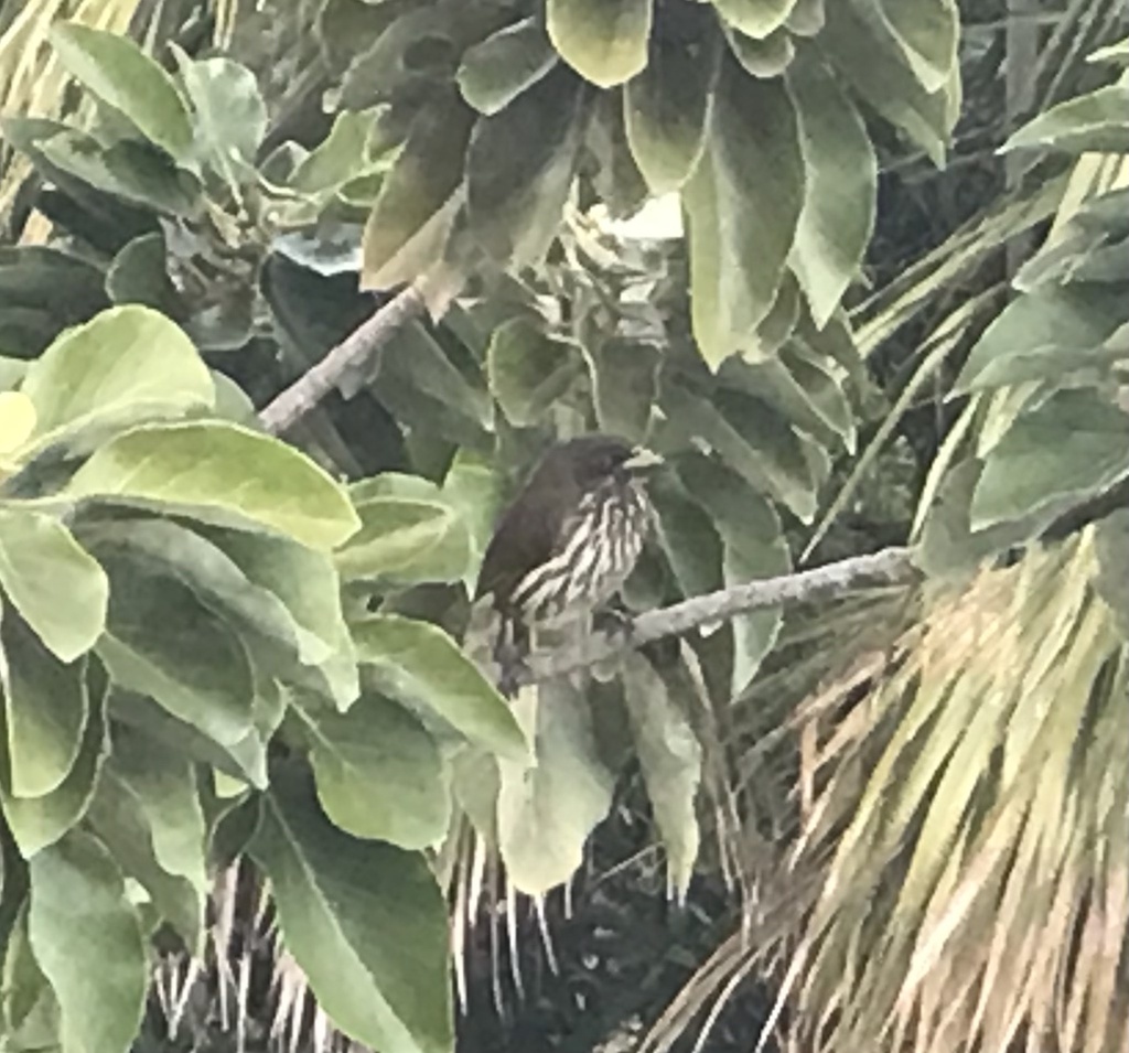 Palmchat from La Española, Licey Al Medio, Santiago, DO on February 21 ...