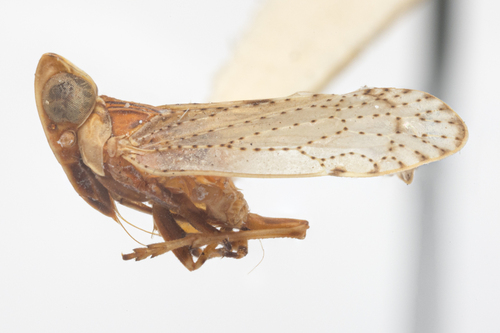 Oecleus cephalicus · iNaturalist