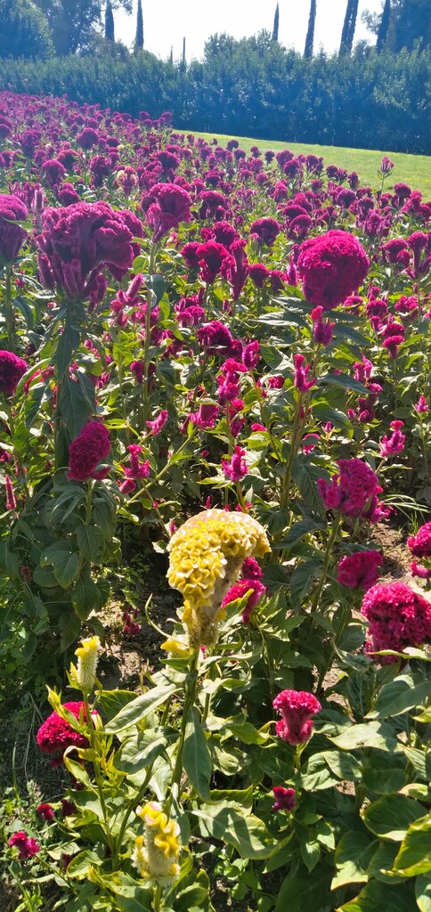Quail Grass from Lagos de Moreno, Jal. on November 1, 2023 at 04:13 PM ...