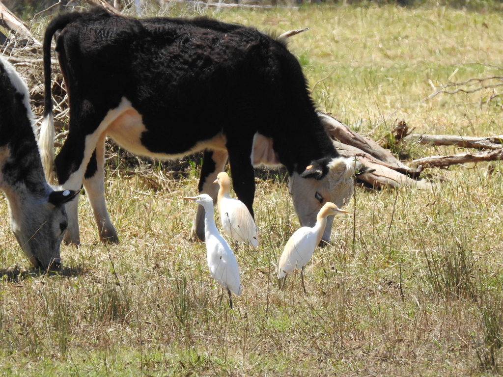 Eastern Cattle Egret from S Gippsland Hwy, Longford VIC 3851, Australia ...
