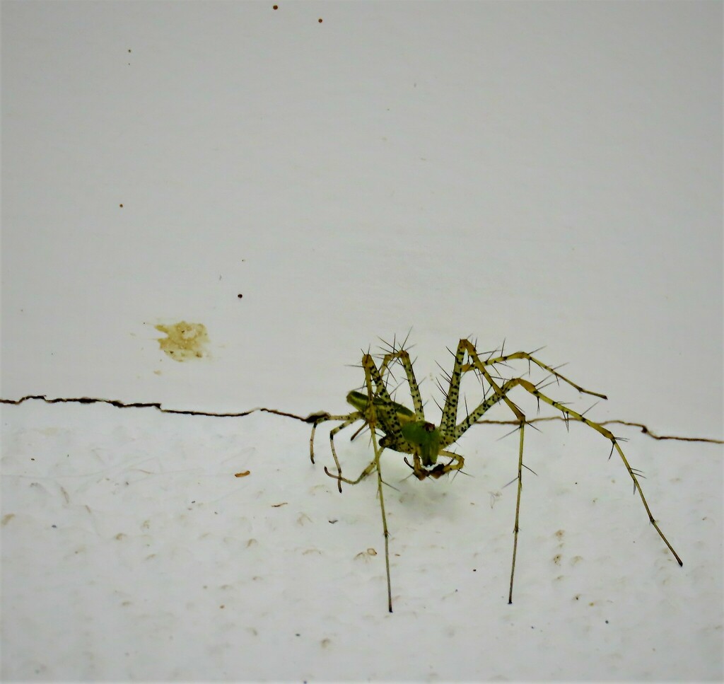 Green Lynx Spider from El Tecolote, Autlán de Navarro, Jal., México on ...