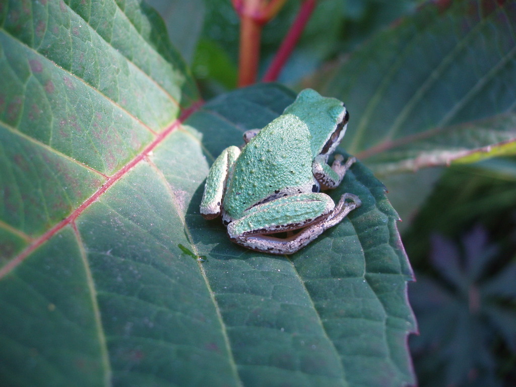 Northern Pacific Tree Frog from Bolton, West Linn, OR, USA on September ...