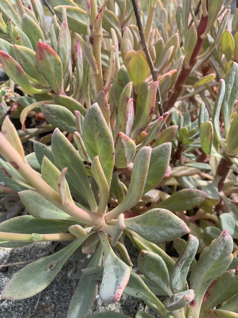 (Cistanthe laxiflora) - Botanical Realm