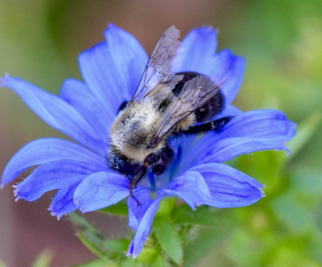 Common Eastern Bumble Bee from Chittenden County, VT, USA on October 25 ...